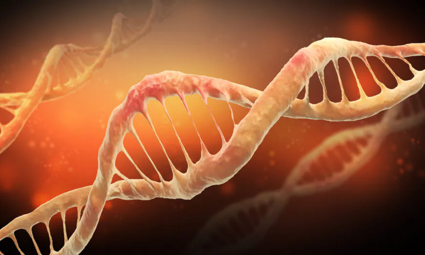 חוקרים מזהירים שסוכרלוז – החומר הממתיק שבבסיס הסוכרזית – מסב נזקים ...